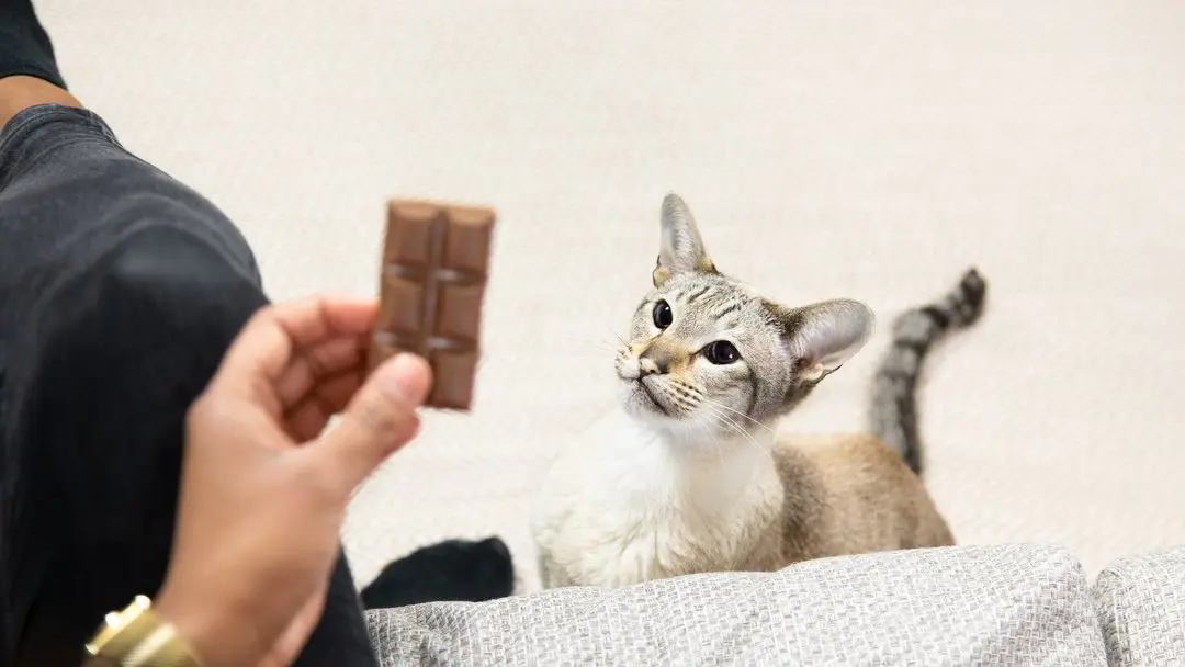 Chocolate Y Gatos: Lo Que Debes Saber | ADN Chocolate