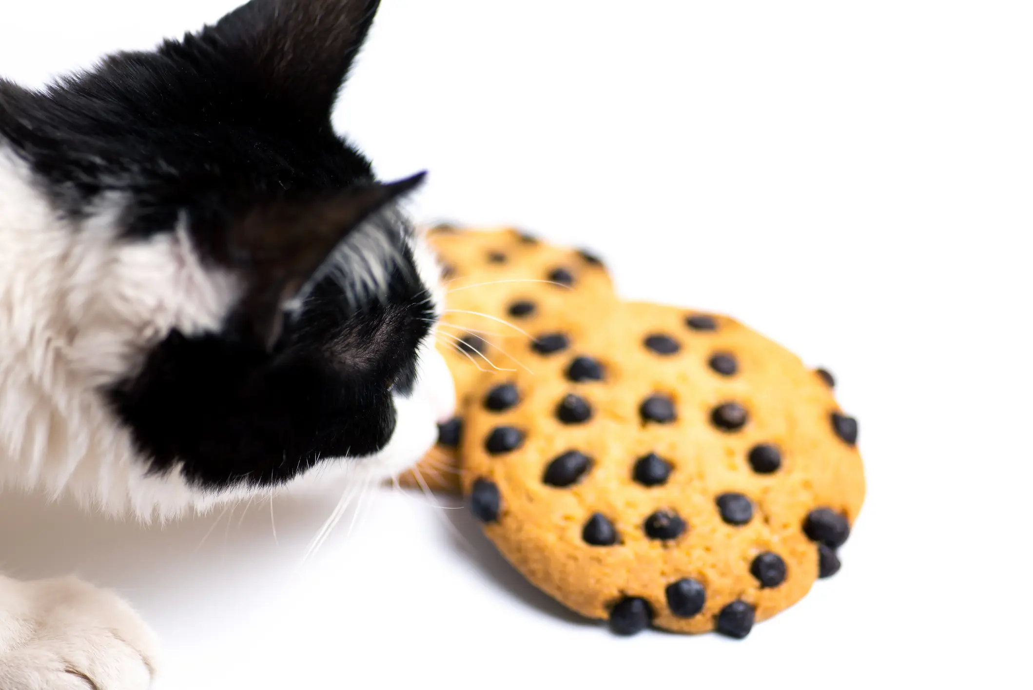 Chocolate Y Gatos: Lo Que Debes Saber | ADN Chocolate