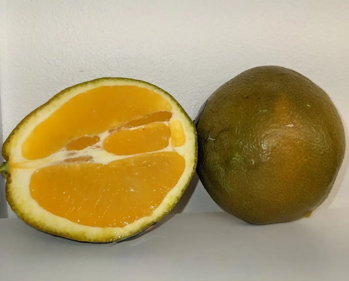 Chocolate Con Naranja: Un Deleite Dulce Y Aromático | ADN Chocolate