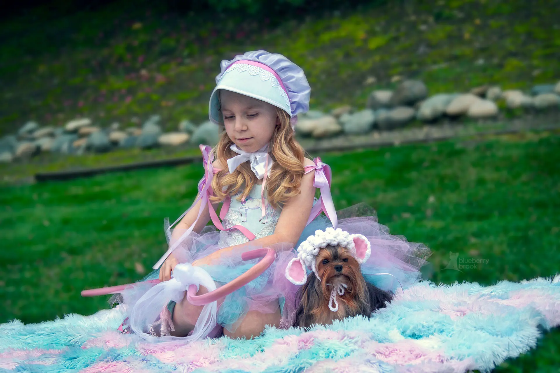 Yorkshire Terrier Color Chocolate: ¿Mito O Realidad? | ADN Chocolate