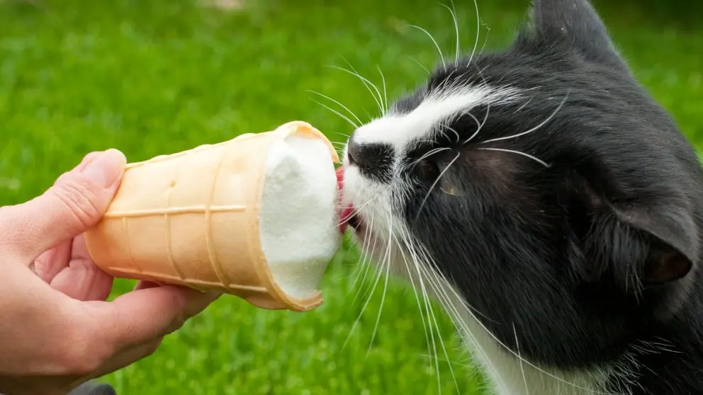 El Chocolate: Un Peligro Para La Salud De Tu Gato | ADN Chocolate