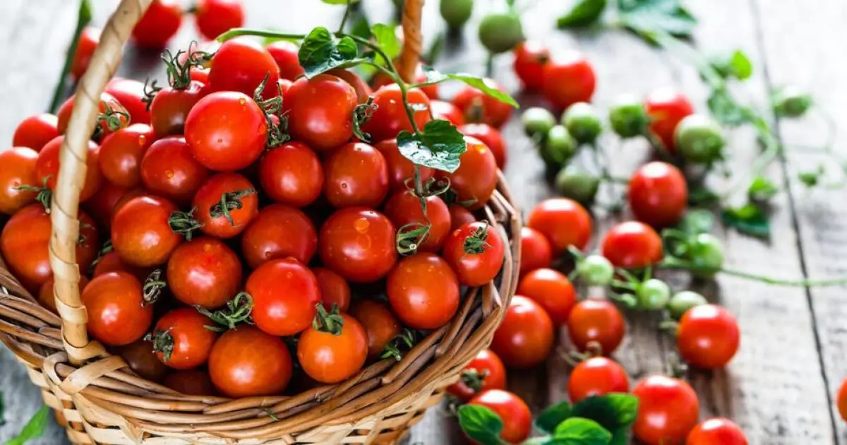 El Tomate Cherry: Pequeño, Sabroso Y Beneficioso Para Tu Salud | ADN ...